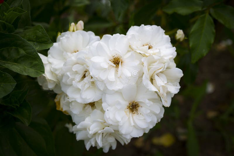 White roses stock photo. Image of natural, heart, love - 95075982