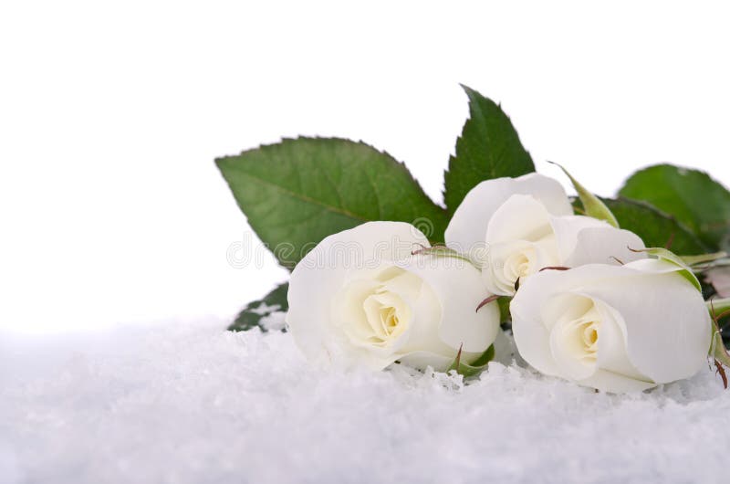 White roses in the snow stock image. Image of gentle - 54858409