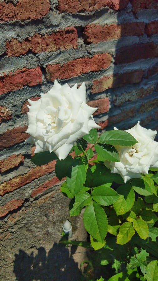 White Roses Spiked on a Hot Afternoon Against a Backdrop of Brick Walls ...