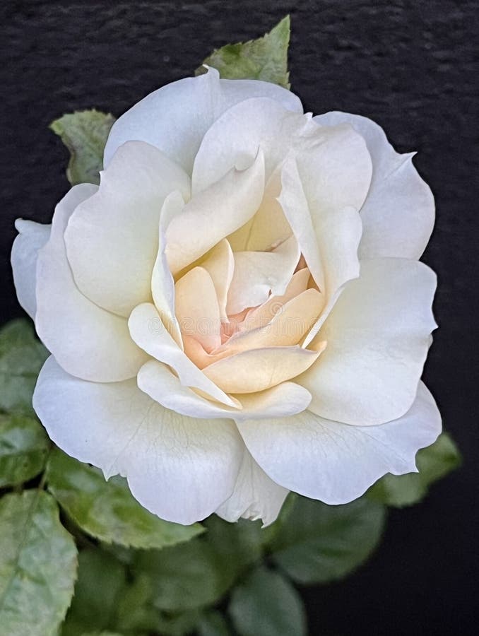 White Roses Symbolize that Purity and Loyalty that Marriage Implies ...