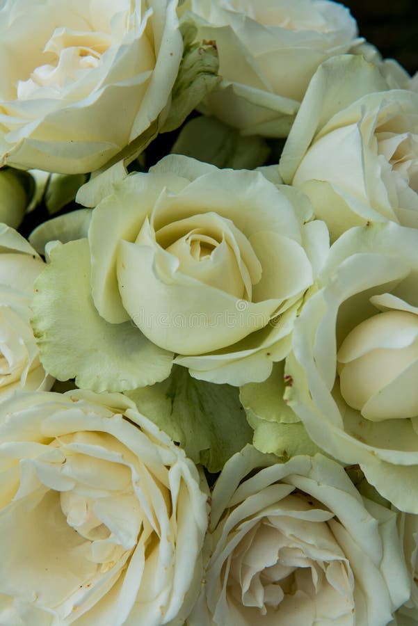Group of White Roses stock photo. Image of nature, blossom - 258672236