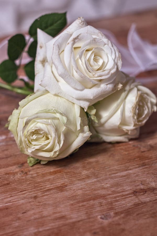 White roses stock image. Image of petal, floral, stems - 53172765