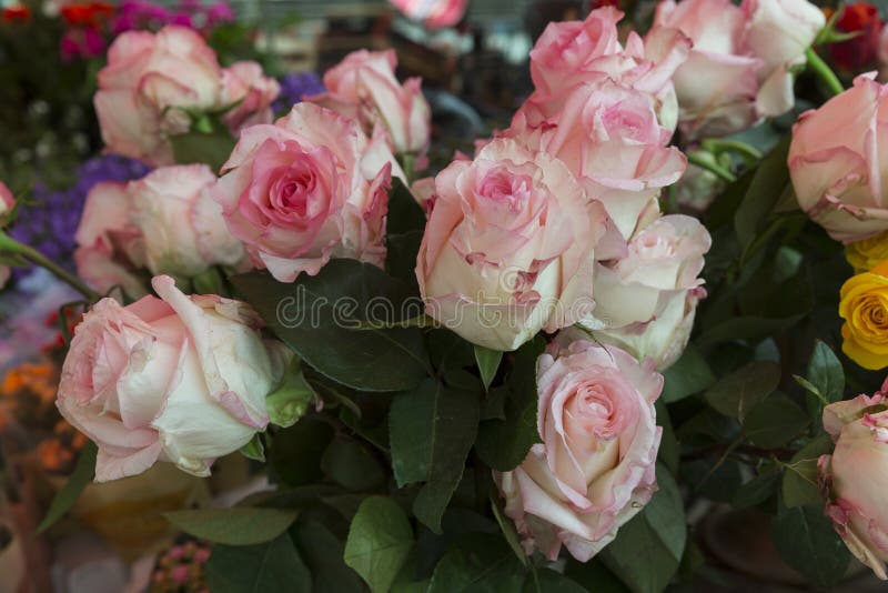 White Roses with Touch of Red Stock Image - Image of touch, shrub ...
