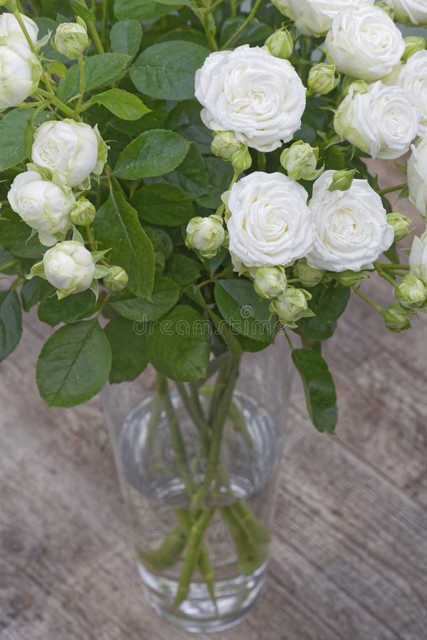 White roses stock image. Image of colorexplosion, rose - 90858297