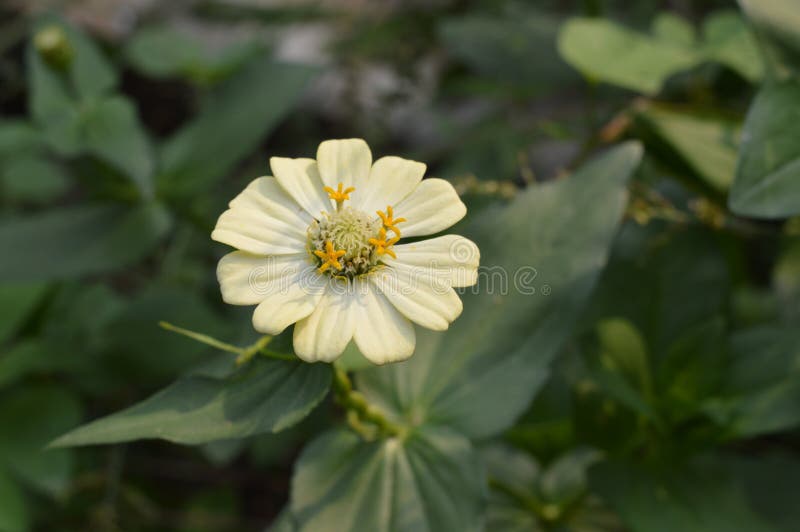 White Roses, Very Beautiful in the Portrait in the Morning Stock Photo ...