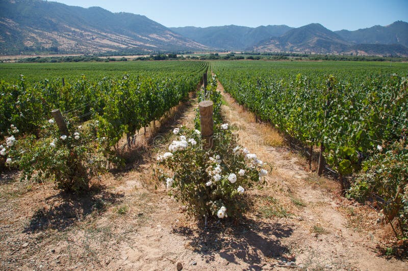 White Roses in a Vineyard in a Typical Winery in Colchagua Valley ...