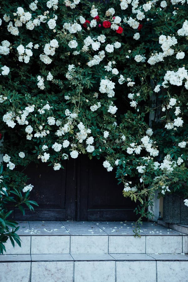 The Wall is Covered with White Roses Stock Image - Image of gardening ...