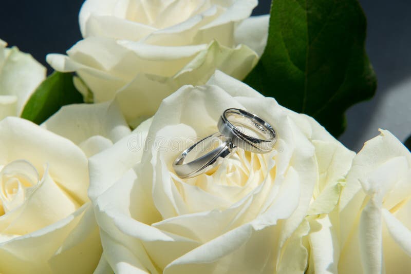 White roses at wedding stock photo. Image of petals, blossom - 78164872
