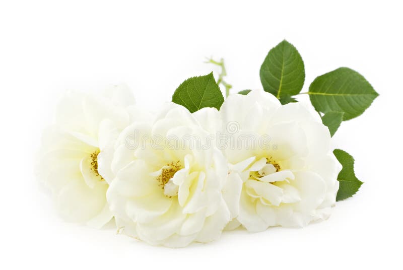 White Roses White Background Stock Image - Image of flower, mothers ...