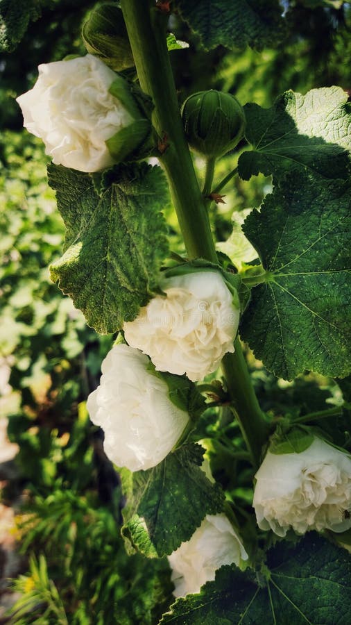 White roses with leaves stock image. Image of food, shrub - 208614679