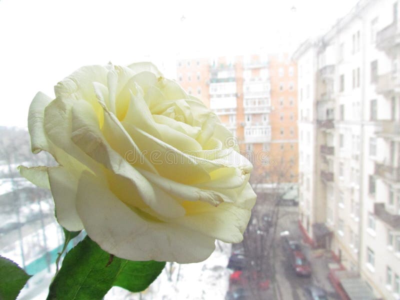 White roses in Windows stock photo. Image of symbol, flower - 45625184