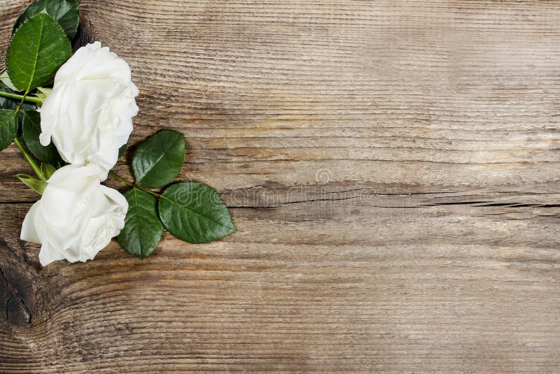 White Roses on Wooden Background Stock Image - Image of charming ...
