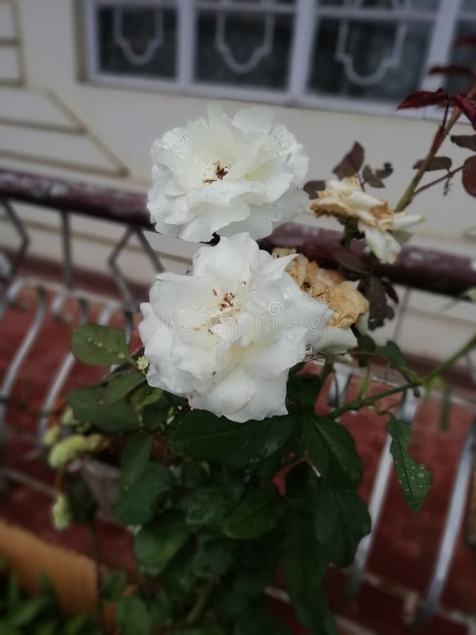 White Ross stock image. Image of rose, rain, flower - 127120993