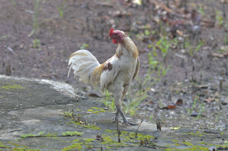 White roster chicken stock image. Image of rosterchicken - 242506859