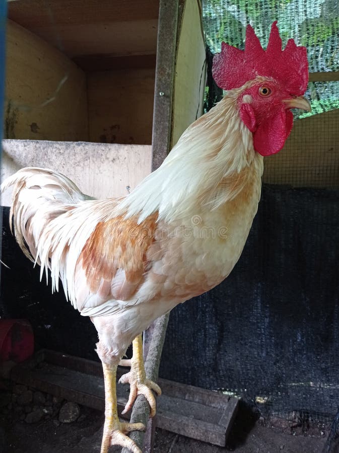 White Roster Chicken in the Chicken Coops Stock Image - Image of parrot ...