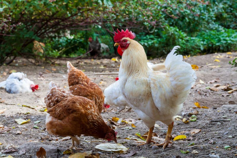 Crowing Roster with a Brown Roof As Background Stock Image - Image of ...