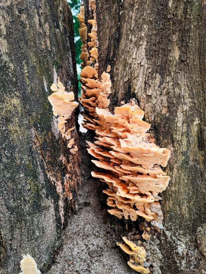 The white rot fungus stock image. Image of mushrooms - 337115481