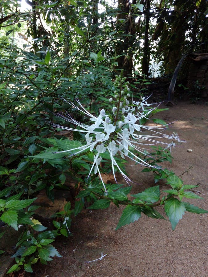 White Round Flower in Sri Lanka Stock Image - Image of unseen ...