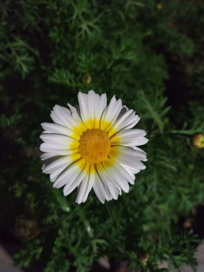 Flower Nightclick Stock Photos - Free & Royalty-Free Stock Photos from ...