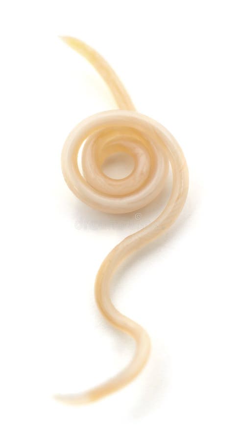 Roundworm Parasite