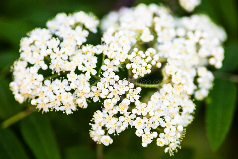 White rowan flowers stock photo. Image of natural, flower - 50031992