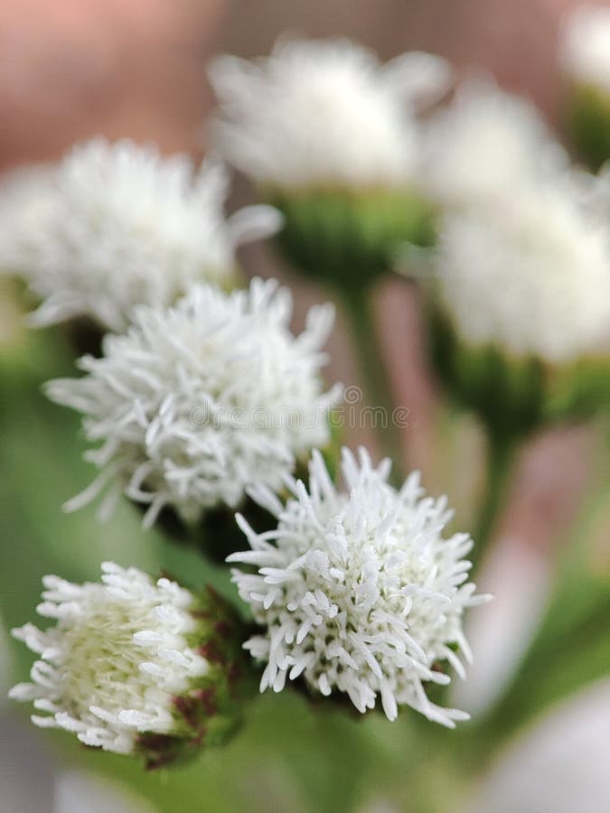 White royal flower stock image. Image of royal, blossom - 269100597