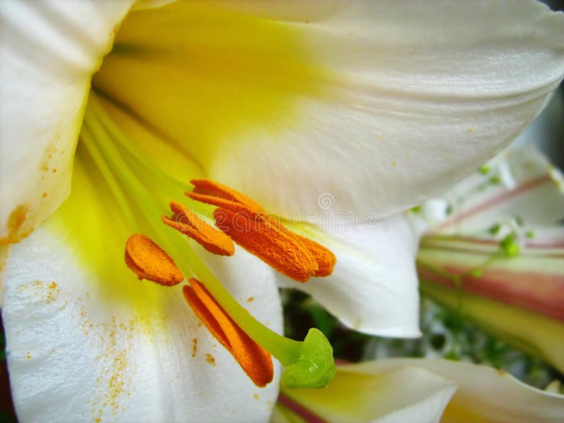 White Royal Lily - Lilium Regale Stock Image - Image of sepals ...