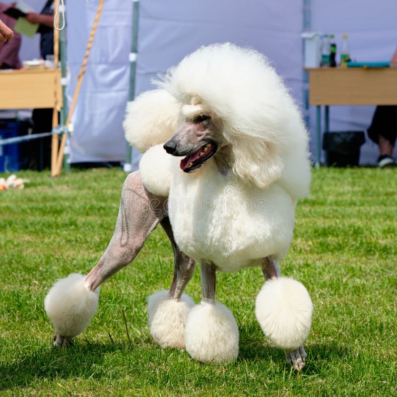 Purebred Royal Poodle Walks Next To a Man Stock Photo - Image of wool ...