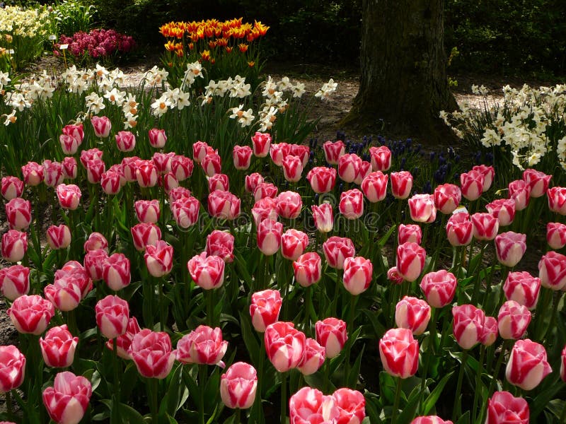 White and Ruby Bicolored Tulips in the Garden. Stock Photo - Image of ...