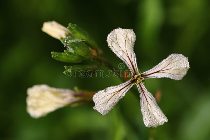Rucola Flowers Blooming with Bee Stock Photo - Image of dandelion ...