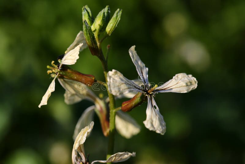 Rucola Flowers Blooming with Bee Stock Photo - Image of dandelion ...