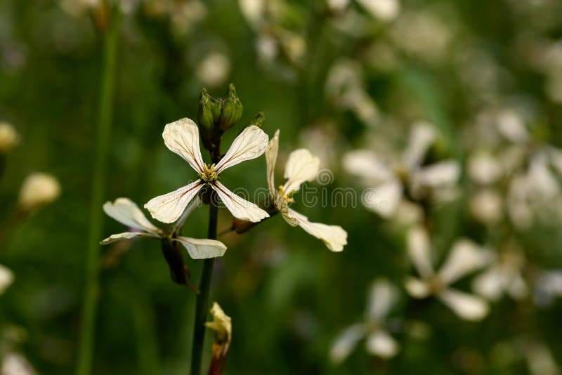 Rucola Flowers Blooming with Bee Stock Photo - Image of dandelion ...