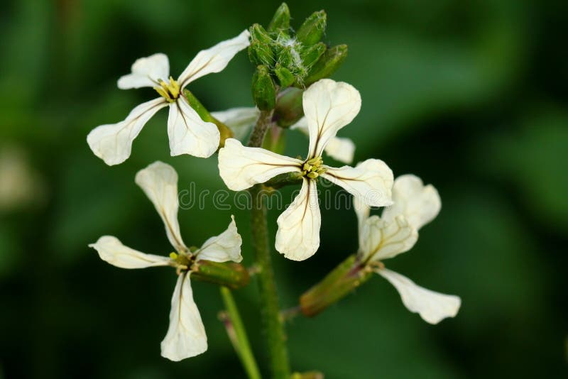 Rucola Flowers Blooming with Bee Stock Photo - Image of dandelion ...