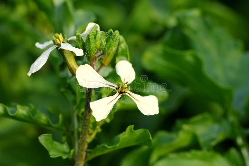 Rucola Flowers Blooming with Bee Stock Photo - Image of dandelion ...