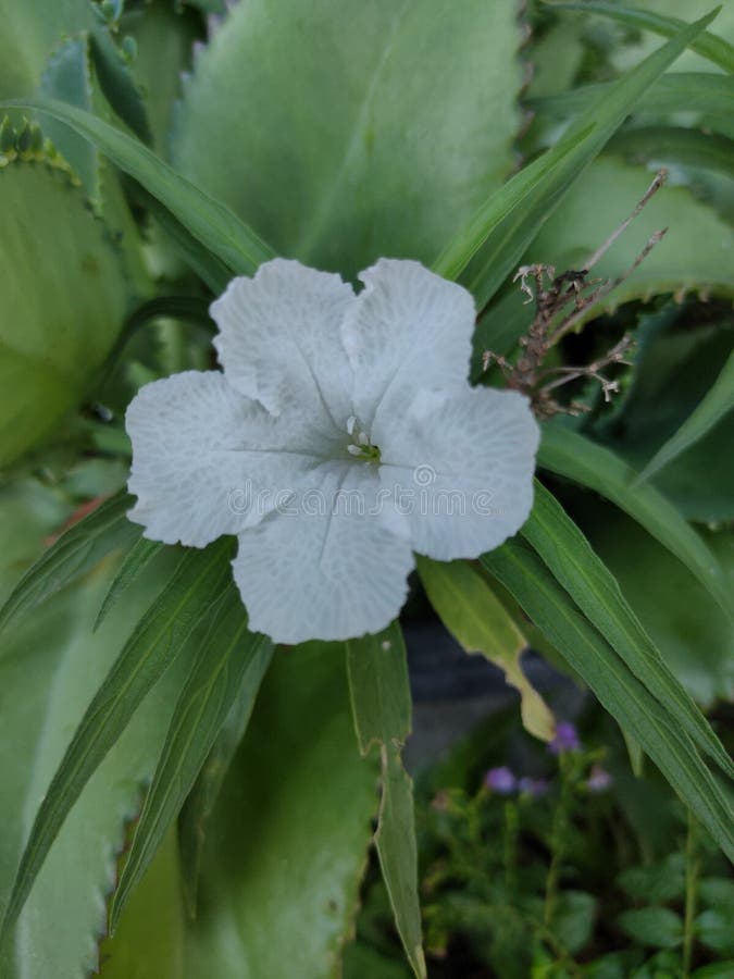 White Ruellia Simplex Morning Day in the Park Stock Photo - Image of ...