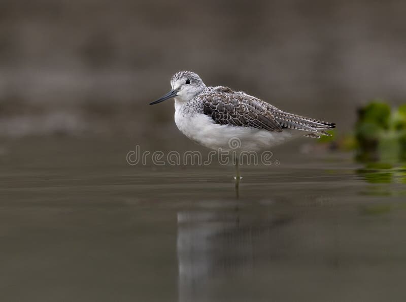 White Ruff stock photo. Image of beak, waterbird, gull - 240738348