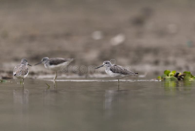 White Ruff stock photo. Image of gull, sand, mudflat - 240738358