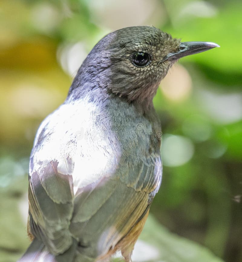 White Rumped Shama stock photo. Image of blue, animals - 48230268