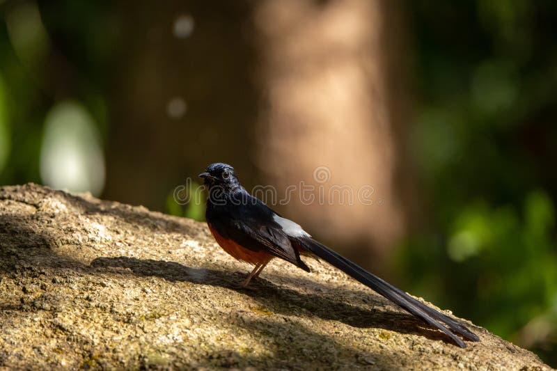 White Rumped Shama Stand in the Rain Forest Stock Photo - Image of ...