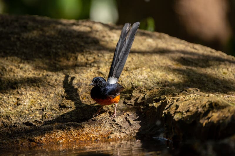 White Rumped Shama Stand in the Rain Forest Stock Image - Image of cute ...