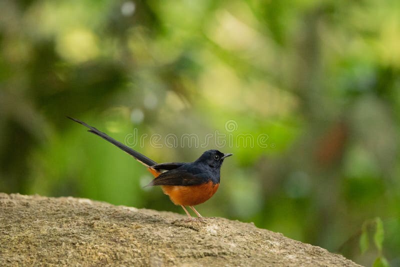 White Rumped Shama Stand in the Rain Forest Stock Image - Image of ...