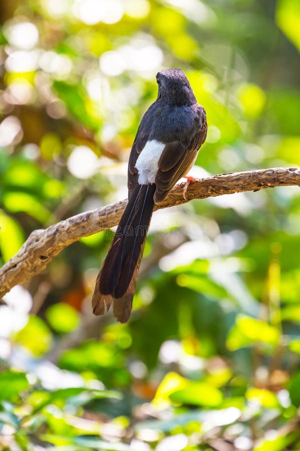 White-rumped Shama Standing on a Branch Stock Photo - Image of nature ...