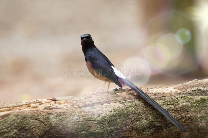 White-rumped Shama, View Beautiful Stock Image - Image of background ...