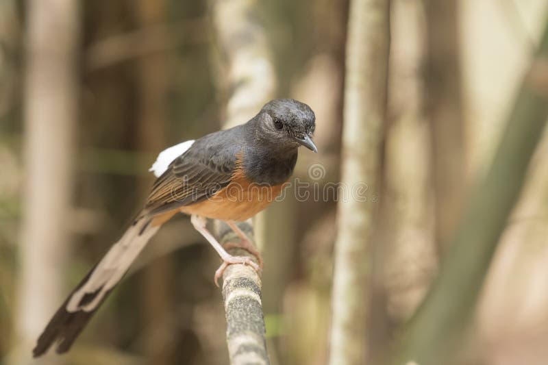 White-rumped Shama, View Beautiful Stock Image - Image of female ...