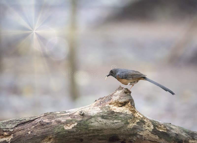 White-rumped Shama, View Beautiful Stock Image - Image of background ...