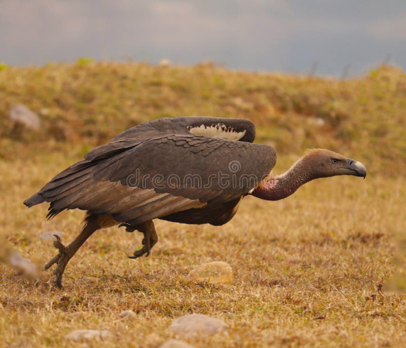 Vulture in running mode. stock photo. Image of 2021 - 178800708
