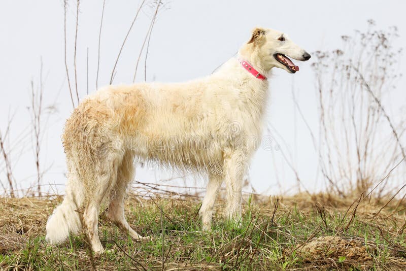 White Russian Greyhound, Posing in a Stand. Stock Photo - Image of ...