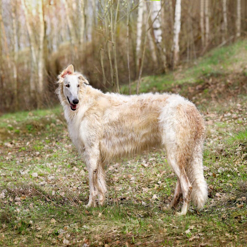 White Russian Greyhound, Posing in a Stand. Stock Photo - Image of ...