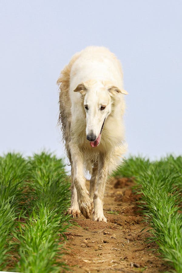 White Russian Greyhound Runs Along a Path, through a Spring Field ...