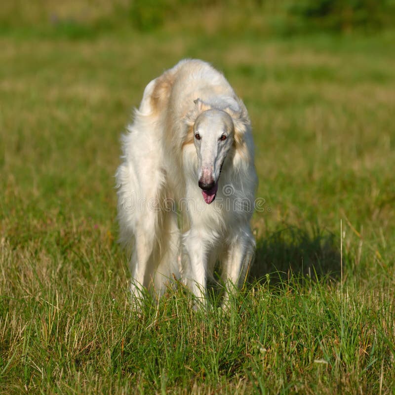 Russian Wolfhound (borzoi ) is a Breed of Domestic Dogs (Canis Lupus ...